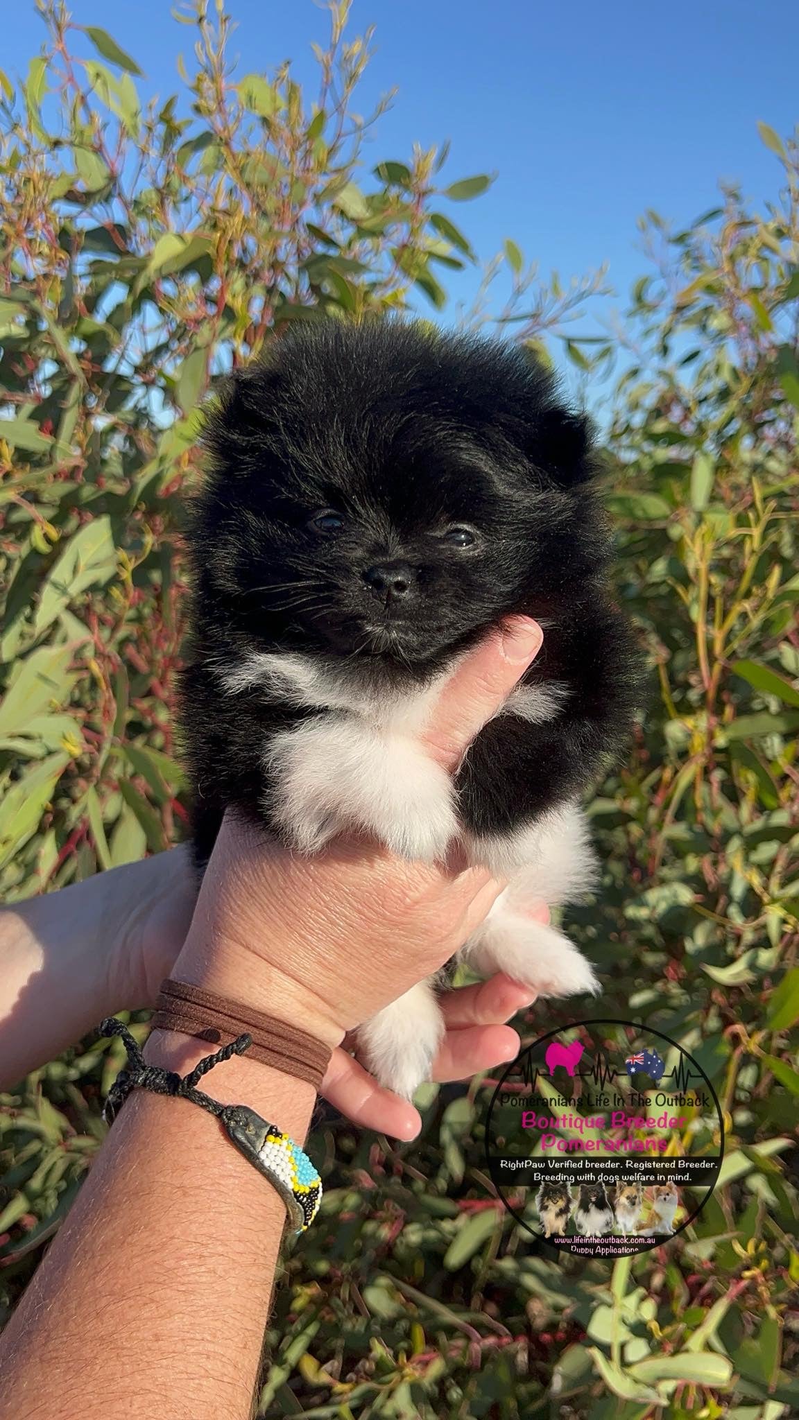 Oreo's Puppies Penny – Life In The Outback