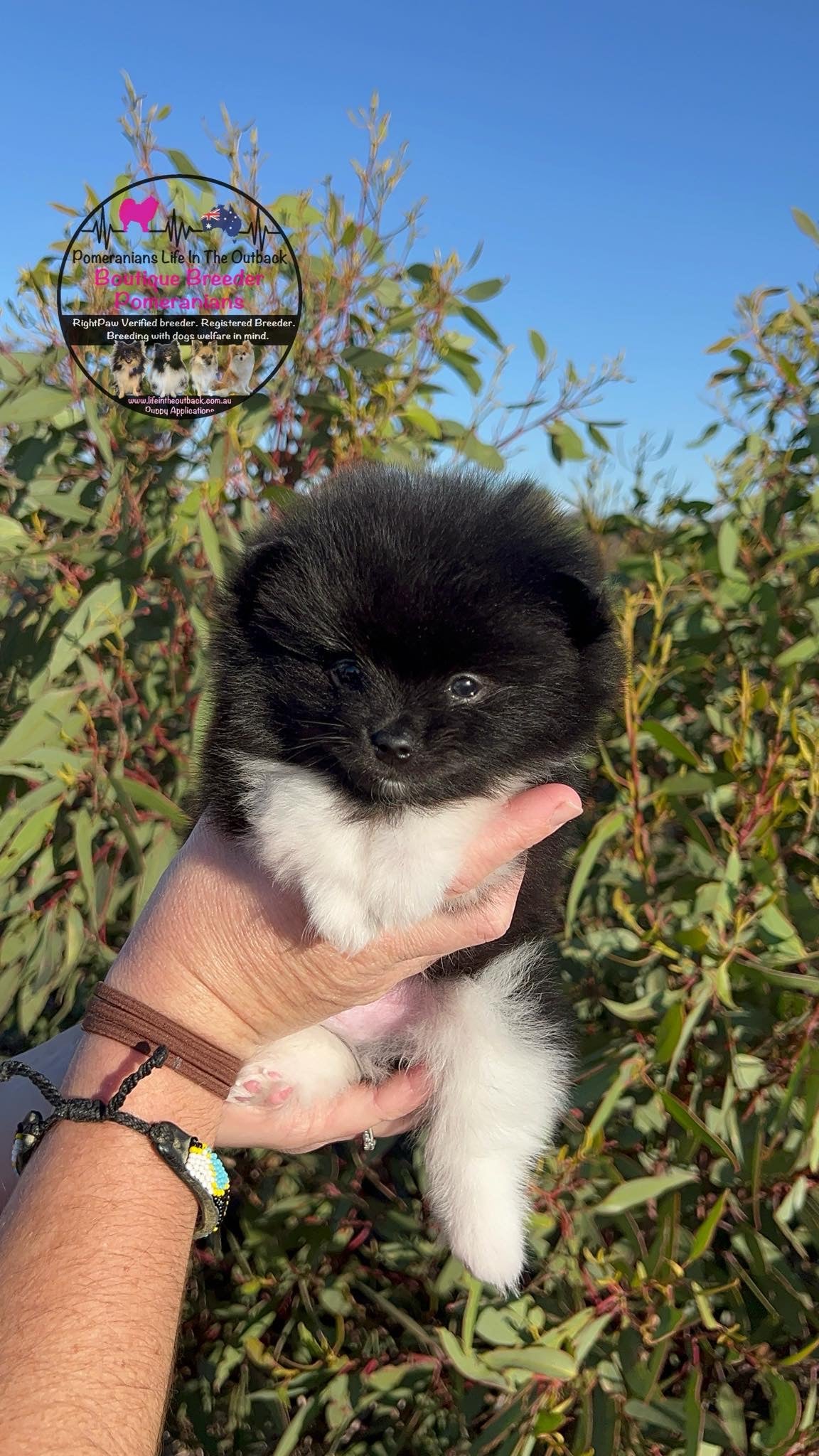 Oreo's Puppies Loui – Life In The Outback