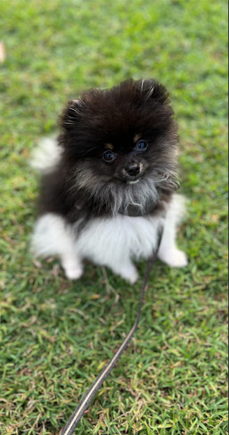 Oreo's Puppies 2 – Life In The Outback